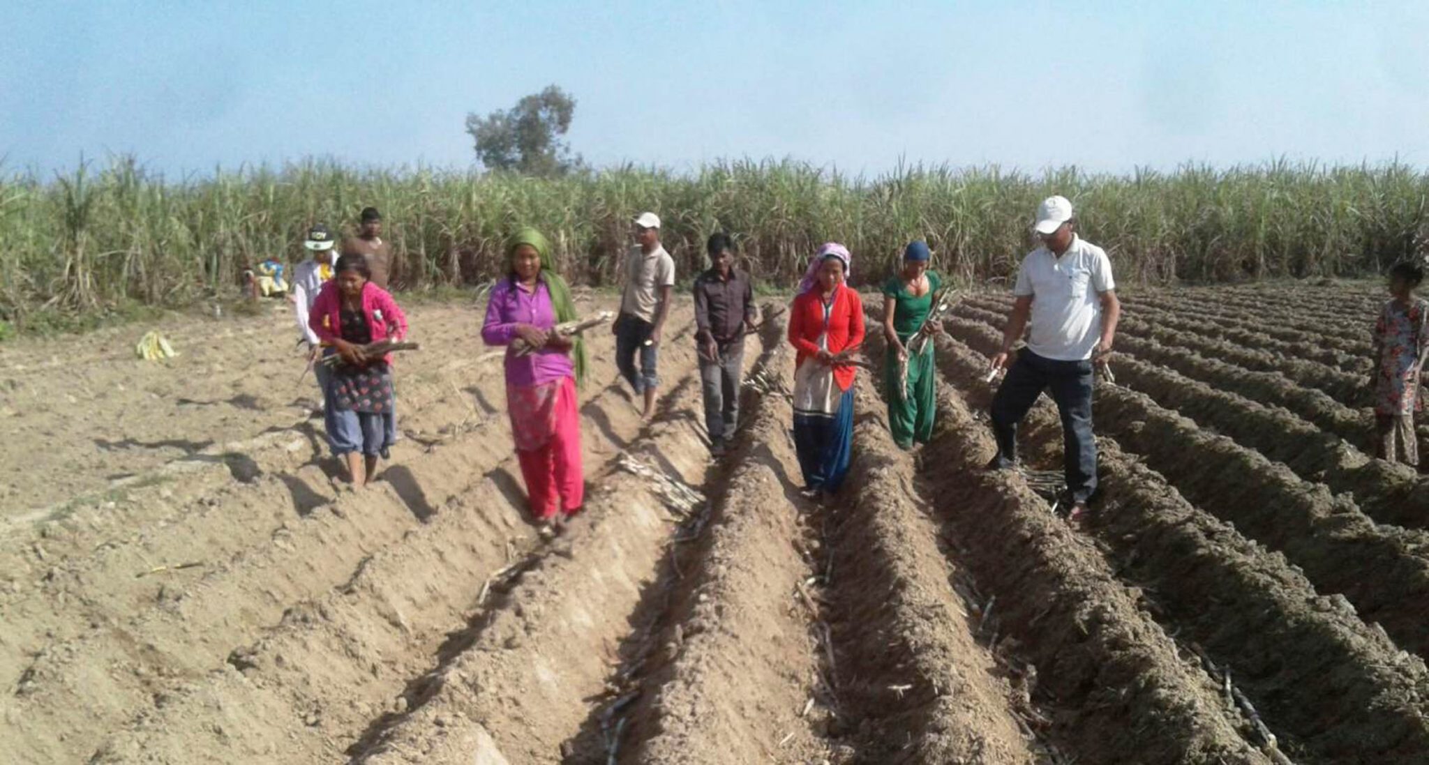 Sugarcane farming using trench technology « Enewspolar