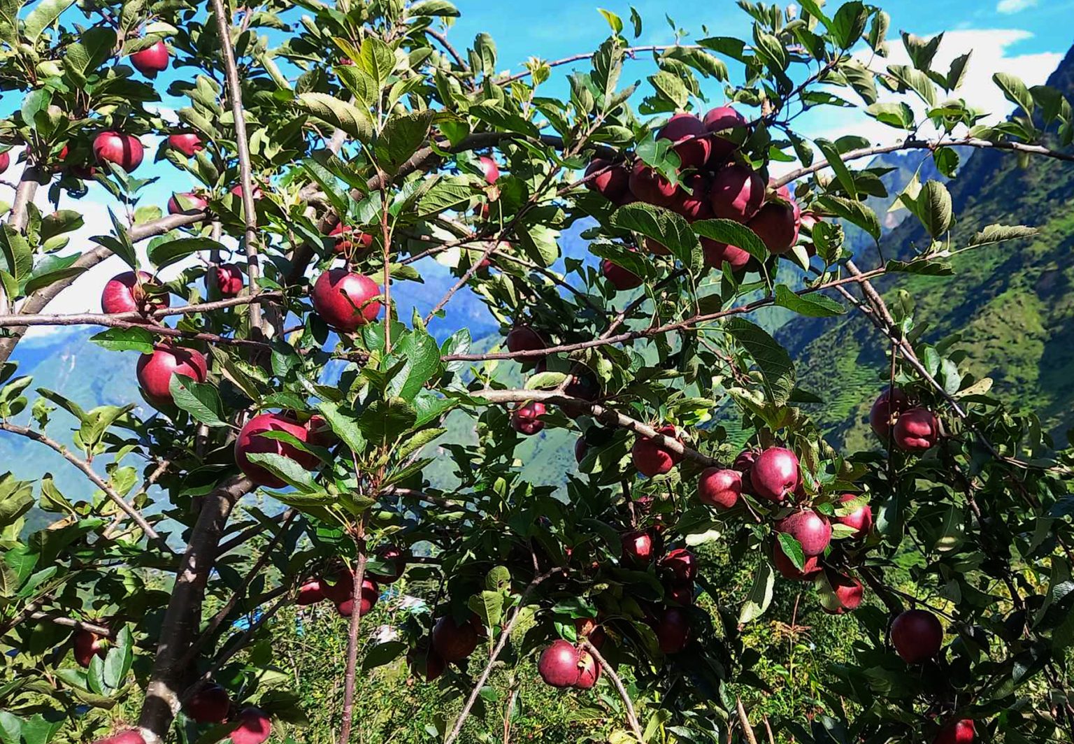 Hybrid apple farming expanding in Manang - Enewspolar Enewspolar